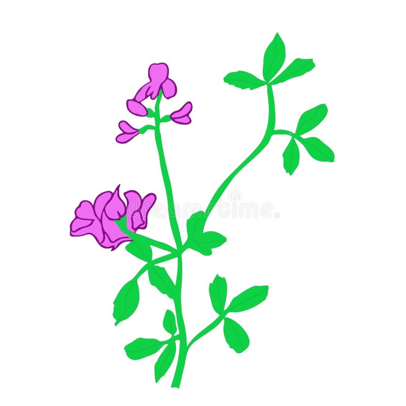 Alfafa plant - 1 stock illustration. Illustration of drawing - 364584073