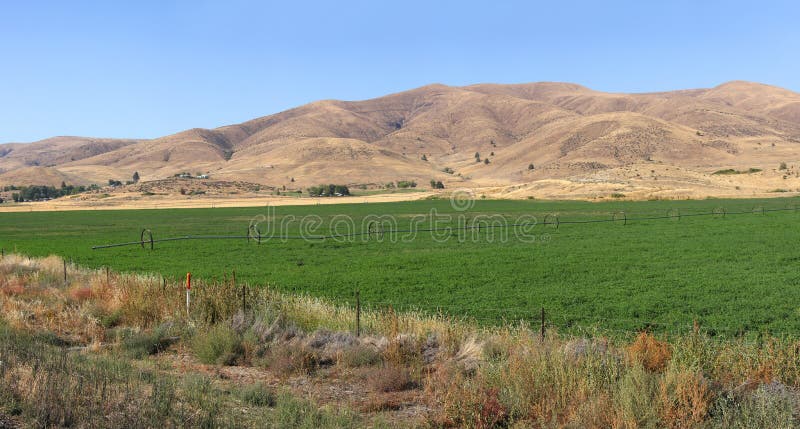 Alfalfa farms and fields. stock image. Image of large - 10909165