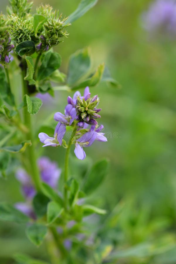 Alfalfa photo stock. Image du centrale, luzerne, botanique - 158244934