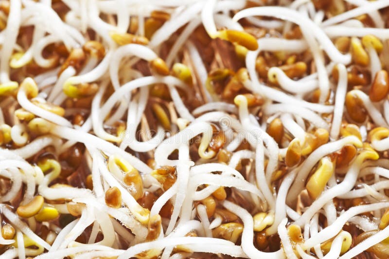 Alfalfagroddar fotografering för bildbyråer. Bild av ingrediens - 37870125