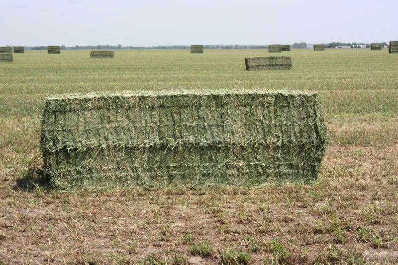Alfalfa Hay Bales Stock Photography - Image: 9924512