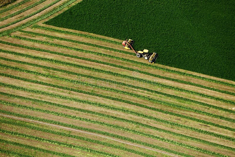 Alfalfa Hay Cut and Wind Rowed in an Idaho Field Stock Image - Image of ...
