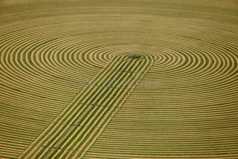 Alfalfa Hay Cut and Wind Rowed in an Idaho Field Stock Photo - Image of ...