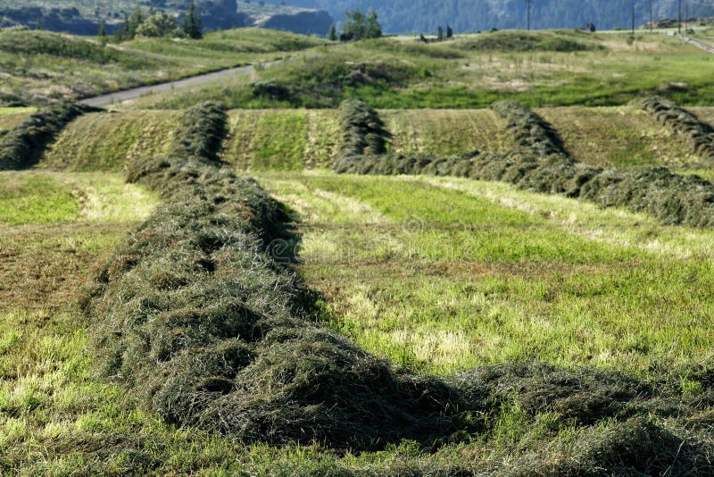 Alfalfa Hay Cut and Wind Rowed in an Idaho Field Stock Image - Image of ...