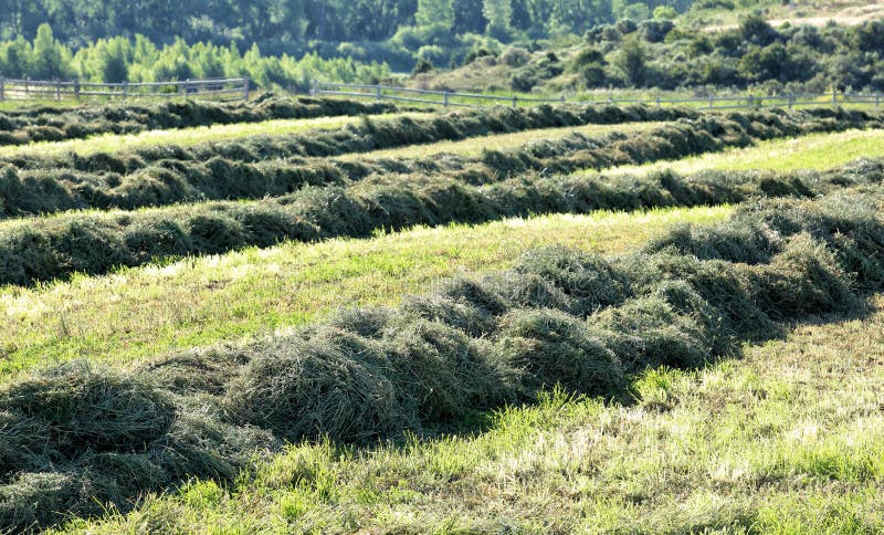 Alfalfa Hay Cut and Wind Rowed in an Idaho Field Stock Photo - Image of ...