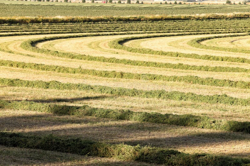 Alfalfa Hay Cut and Windrowed in an Idaho Field Stock Photo - Image of ...