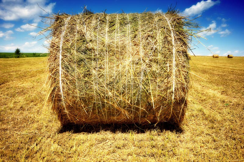 Hay Stacks Nature Landscape Fields Stock Photo - Image of harvest ...