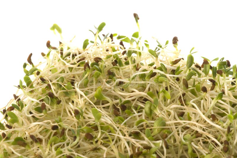 Alfalfa Isolerade Organiska Groddar Fotografering för Bildbyråer - Bild ...