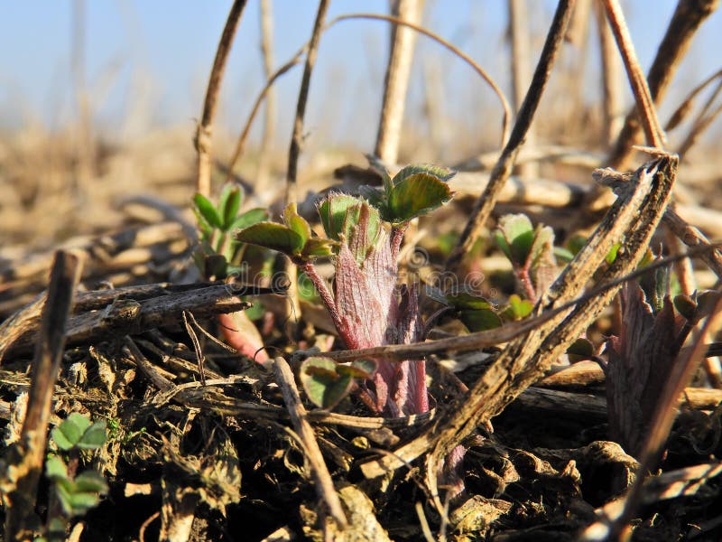 Alfalfa (Medicago Sativa) Early Spring Shoots. Stock Image - Image of ...