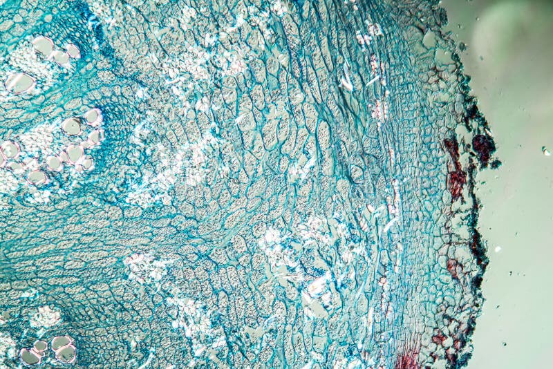 Alfalfa plant root stock photo. Image of plants, cells - 196740306