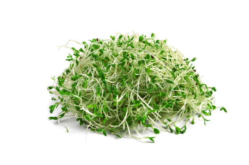 Alfalfa sprouts stock photo. Image of lucerne, fiber - 19793268