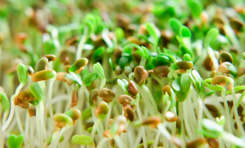 Alfalfa Sprouts Close Up stock photo. Image of home, growing - 19073674