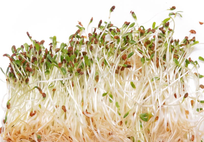 Alfalfa sprouts salad stock photo. Image of diet, lucerne - 42779924