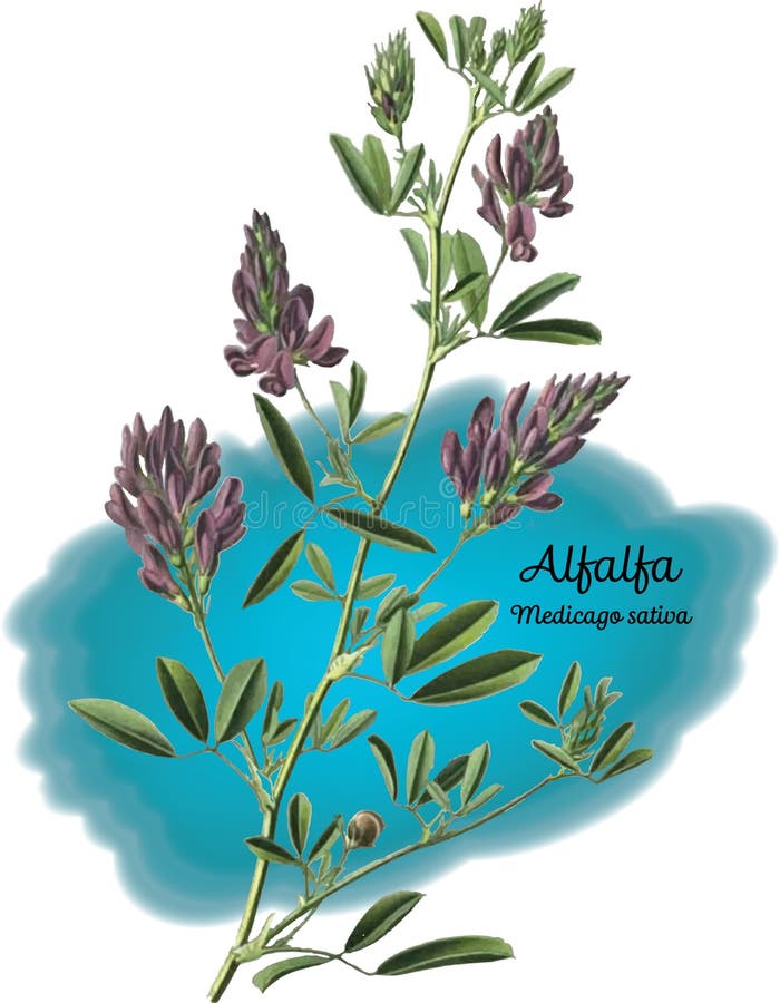 Alfalfa stock vector. Illustration of medicago, flowers - 62656093