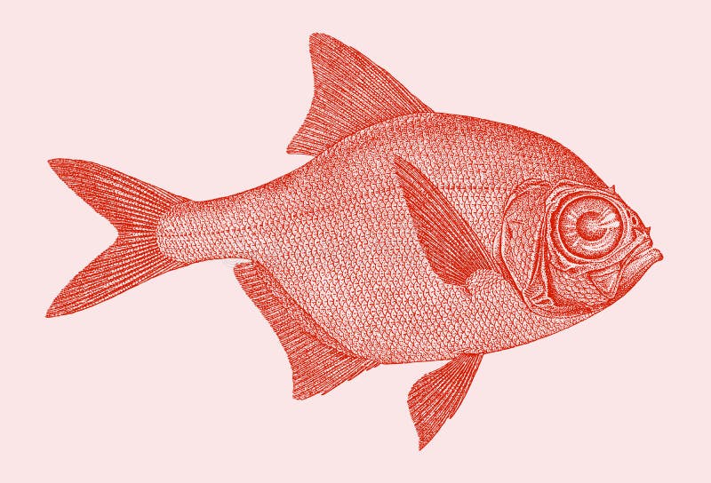 Alfonsino Beryx Decadactylus Stock Vector - Illustration of side ...