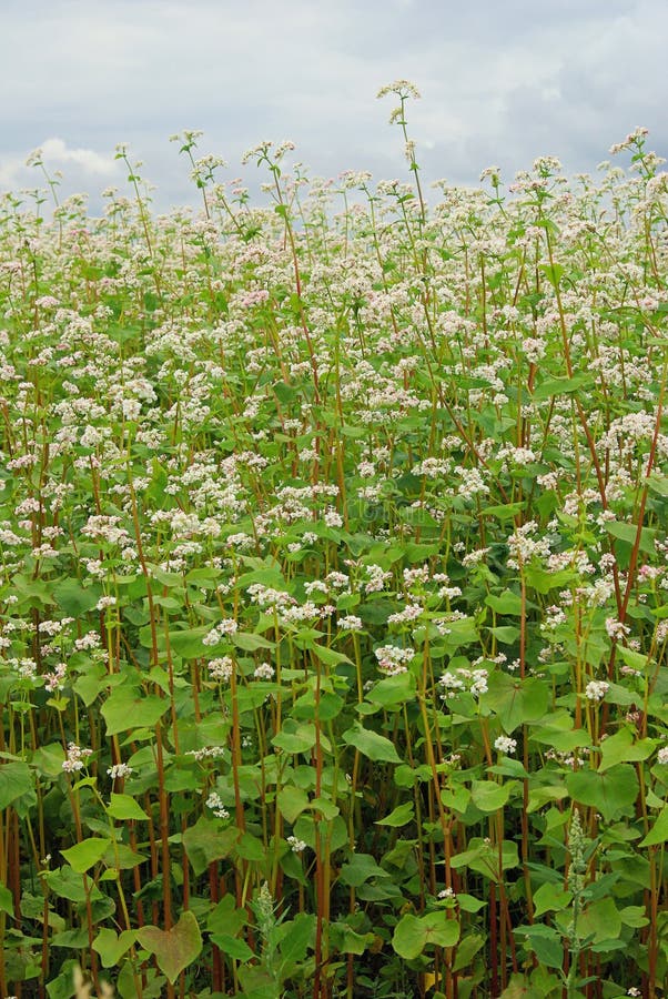 Alforfón foto de archivo. Imagen de verde, prado, médico - 8013108
