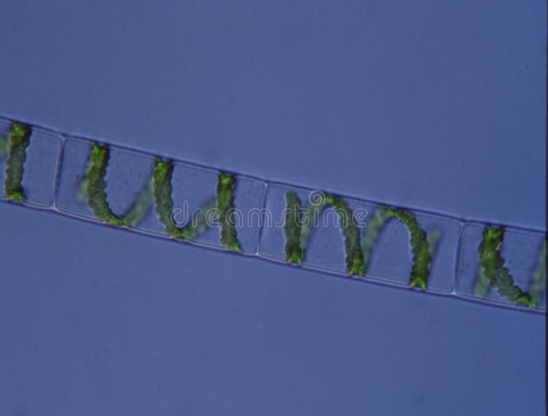 Alg spyrogyra stock afbeelding. Image of organismen - 194441453