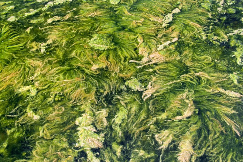 Green algae stock photo. Image of alga, background, plant - 20049612