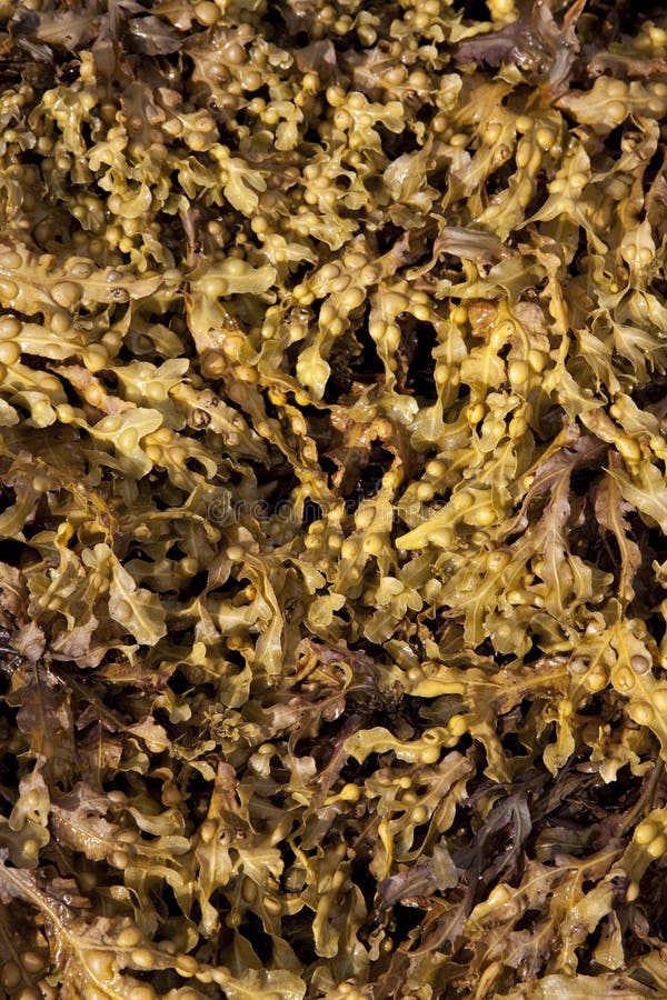 Alga fotografia stock. Immagine di alga, verde, brown - 27807912