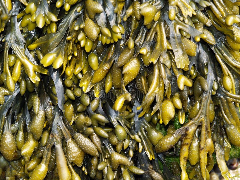 Alga Fucus vesiculosus imagem de stock. Imagem de meia - 29539801