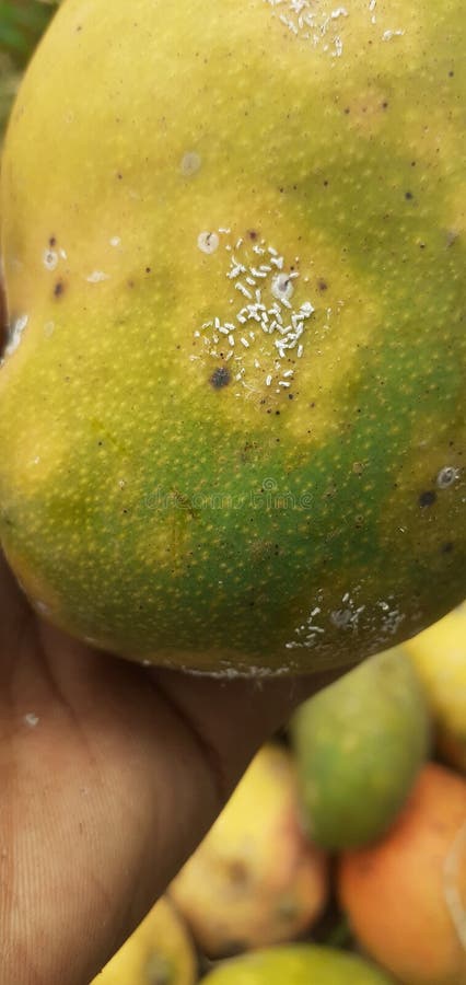 Alga on Mango Frute Ethiooia Chafa Mekoy Stock Photo - Image of mango ...