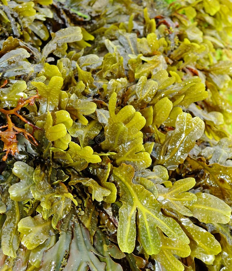 Alga marina foto de archivo. Imagen de arena, costa, macro - 25982460