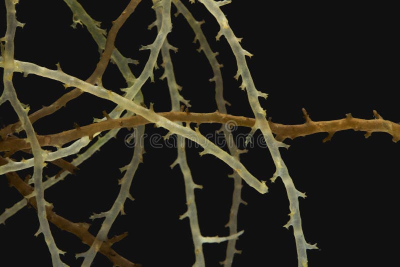 Alga Marina, Algas Marinas, Algas Rojas Con Aislado En Backgr Negro ...