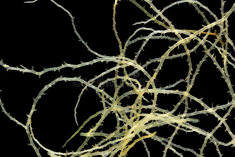 Alga Marina, Algas Marinas, Algas Rojas Con Aislado En Backgr Negro ...