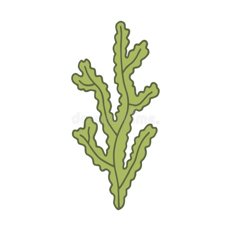 Alga Green Drawing. Marine Plant Isolated Object Stock Vector ...