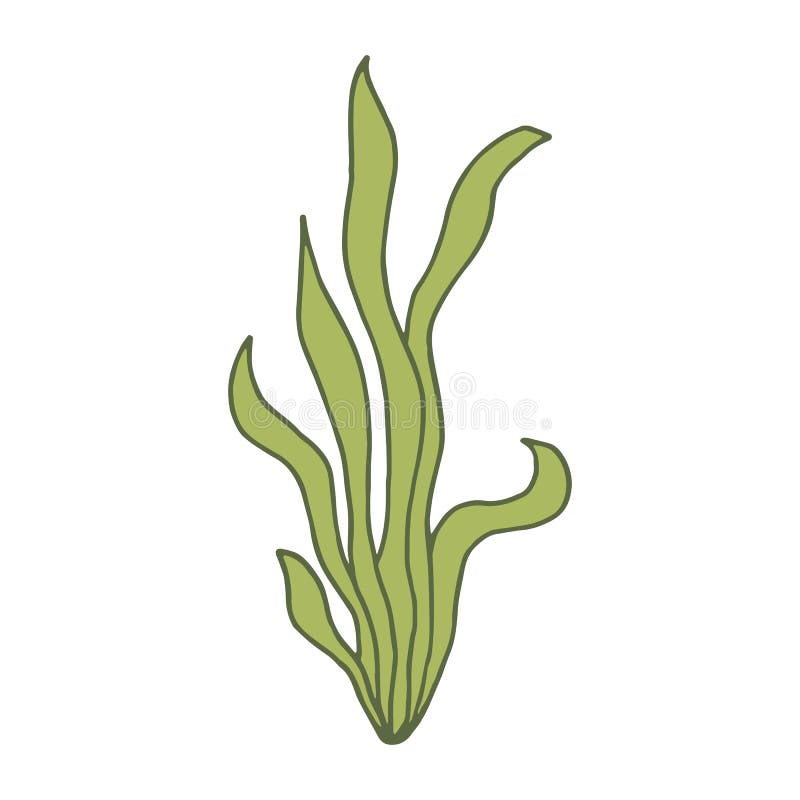 Alga Green Drawing. Marine Plant Isolated Object Stock Vector ...