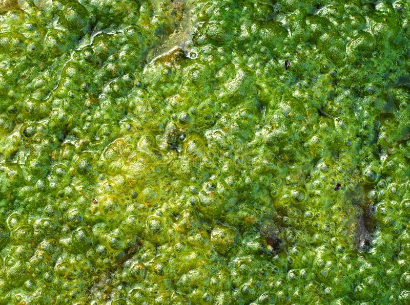 Green algae stock photo. Image of alga, background, plant - 20049612