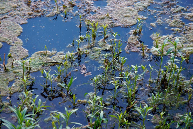 Algae stock photo. Image of weed, water, slimy, gunk, stagnant - 2283128