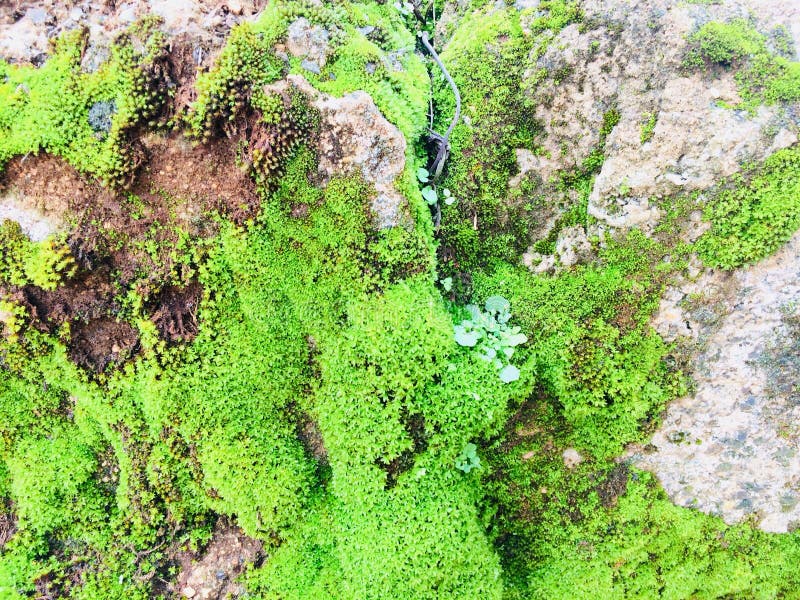 Algea on a rock stock image. Image of algea, tide, trip - 63333551