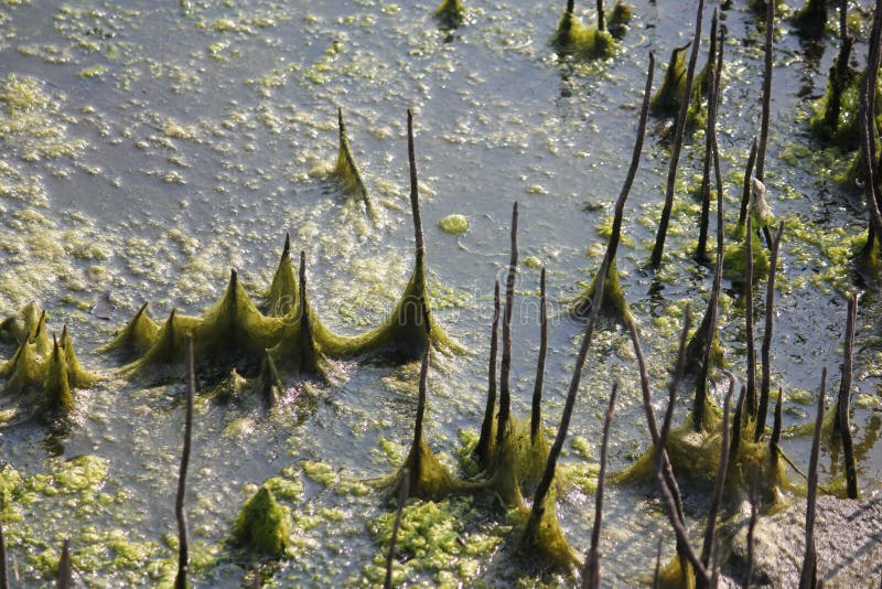 AlgaeÂ are a Diverse Group of Aquatic Organisms that Have the Ability ...