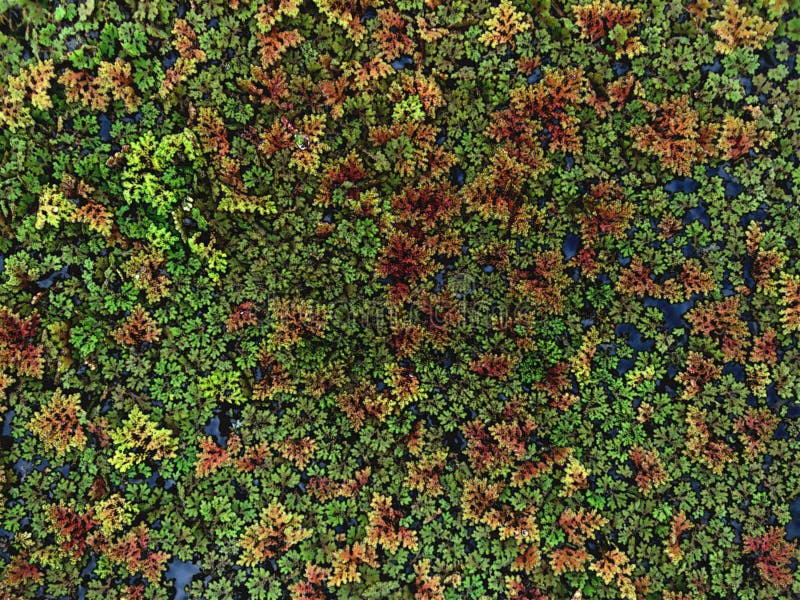 Algae Background Picture. Image: 3246682