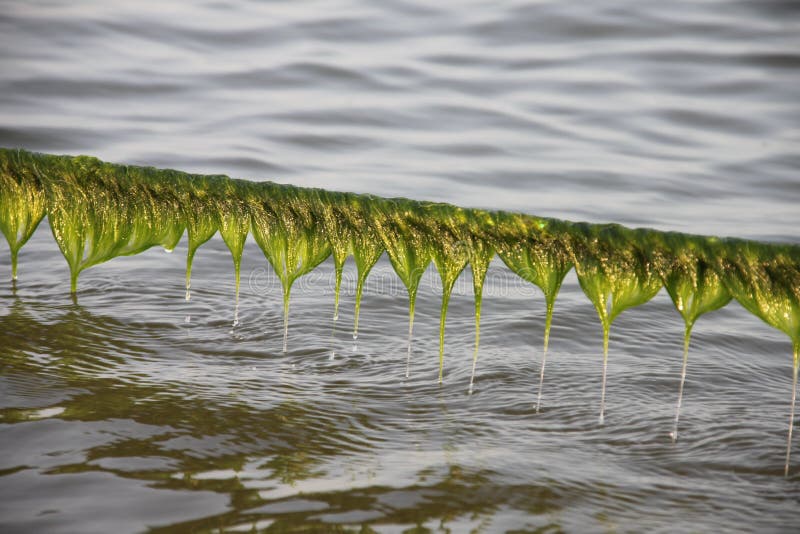 382 Hanging Algae Stock Photos - Free & Royalty-Free Stock Photos from ...