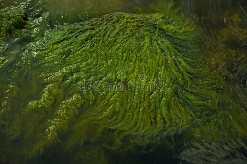 Algae Background stock photo. Image of natural, vegetation - 129418132