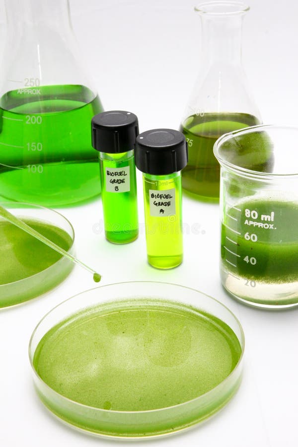 Algae biofuel stock image. Image of renewable, environmental - 25505891