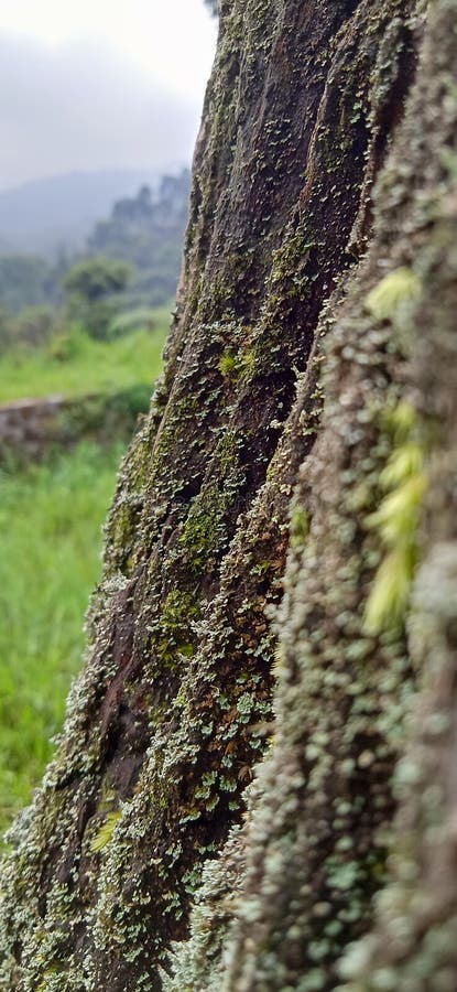 Algae at the black rock stock image. Image of woodland - 181224057