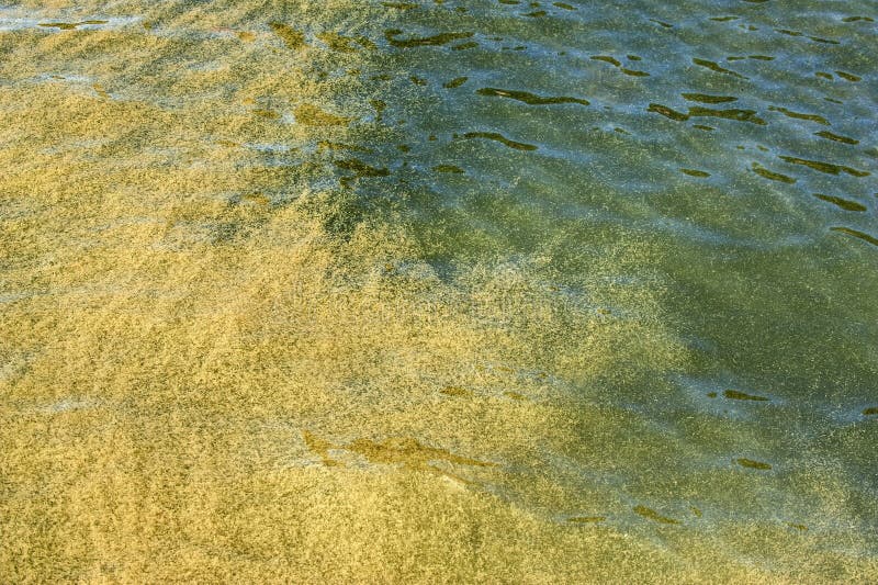 Algae bloom stock image. Image of water, toxic, dirty - 80217729