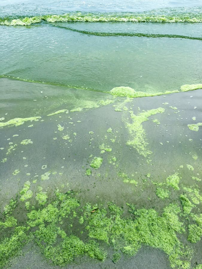 Algae bloom stock image. Image of environmental, contaminated - 73910015