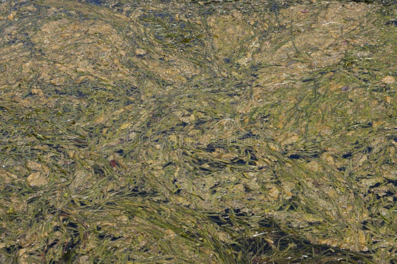 Algae Bloom in a Freshwater Lake Stock Image - Image of eutrophication ...