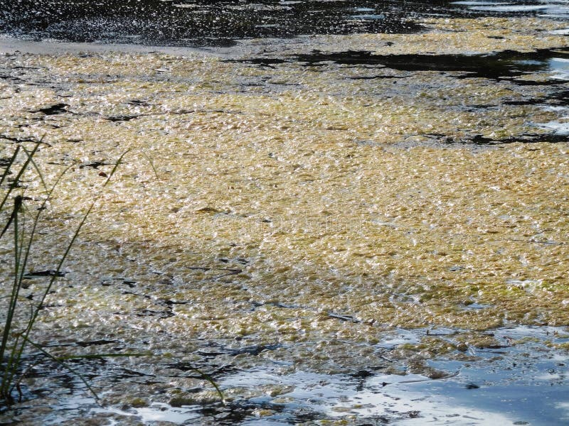 Algae Bloom at the Edge of a Freshwater Lake Stock Image - Image of ...