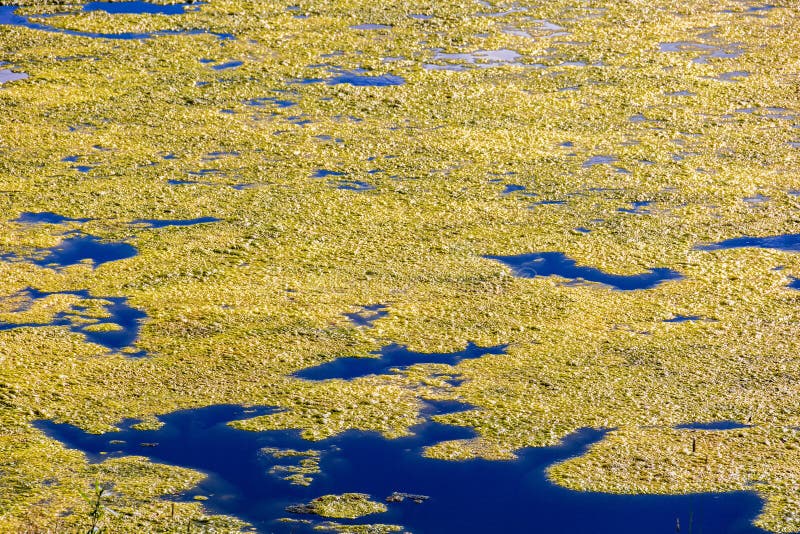 Algae Bloom in a Lake at the Summer Stock Photo - Image of surface ...