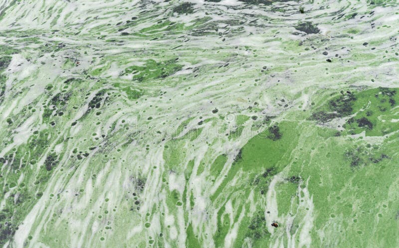 Algae Bloom in a River Water. Abstract Pattern of a Stagnant Pond Water ...