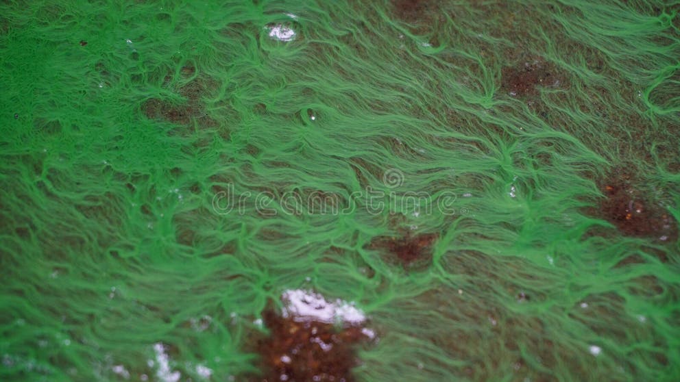 Algae bloom on wet ground stock image. Image of bloom - 293246185
