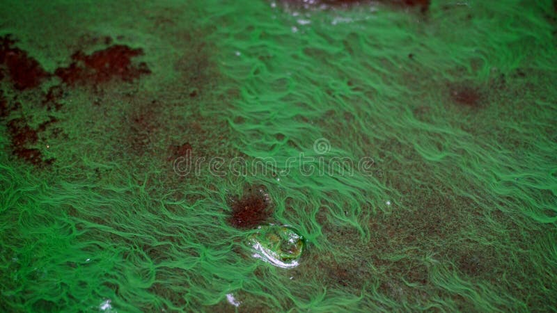Algae bloom on wet ground stock image. Image of pollutant - 293246209