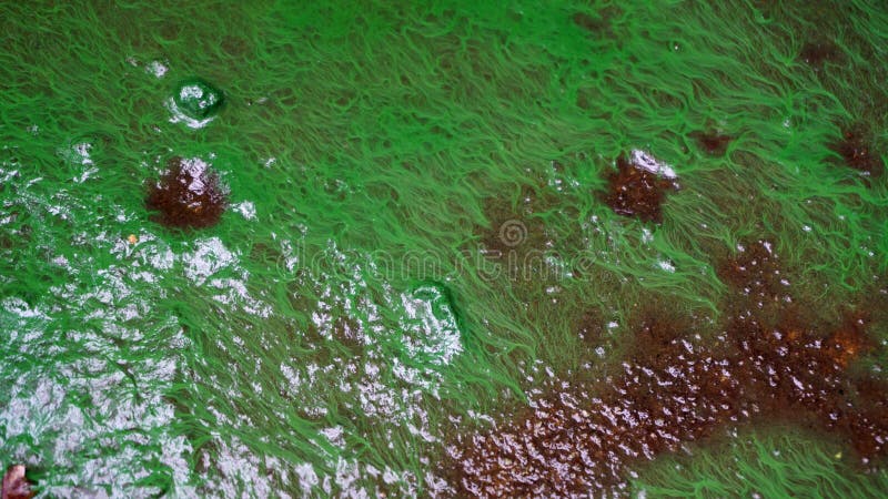 Algae bloom on wet ground stock image. Image of bloom - 293635289