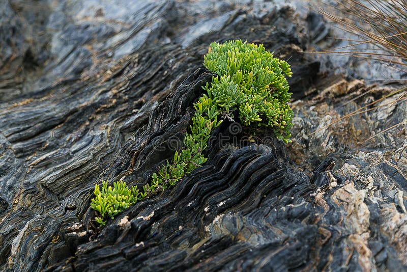 Rock Surface With Green And White Algae Stock Image - Image of algae ...
