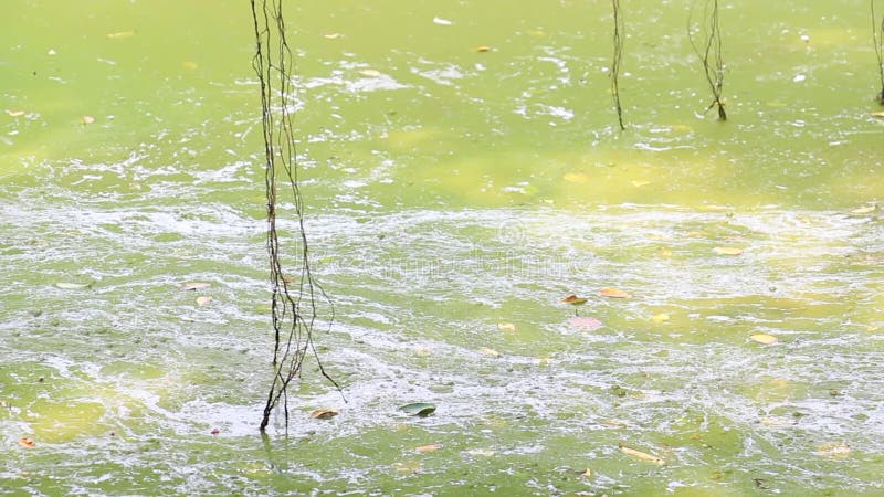 Algae Blooms Water Green Surface on the Water Pollution Water Nature ...